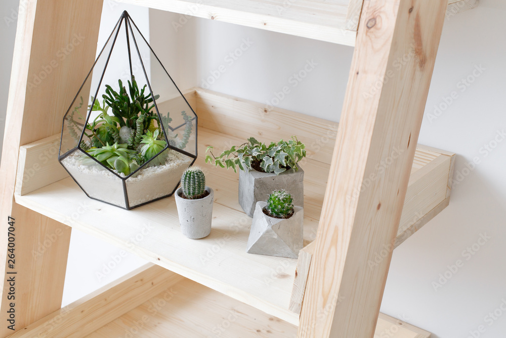 Geometric glass florarium vase with succulent plants and small cacti in ...