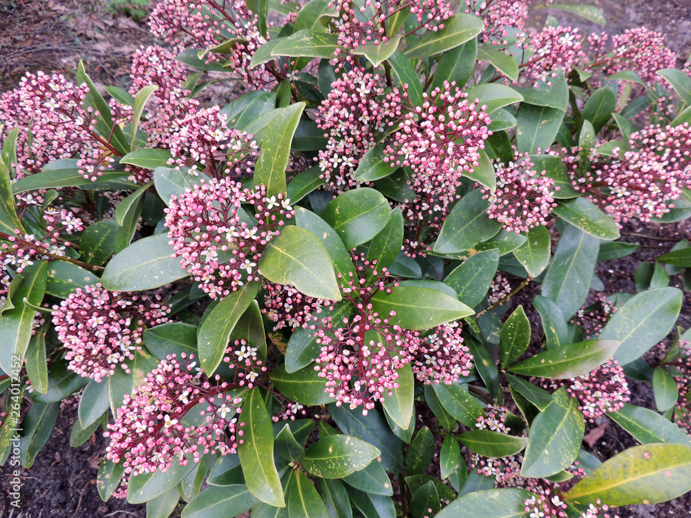 Japanese skimmia, Skimmia japonica, with buds Stock Photo | Adobe Stock