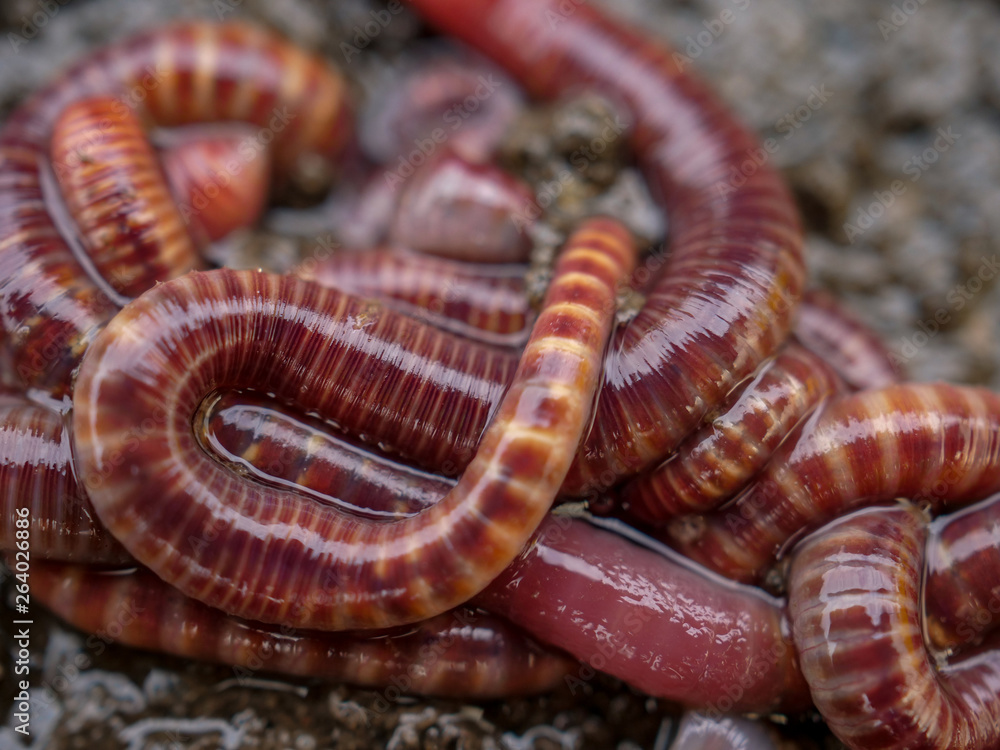 Earthworms in black soil of greenhouse. Macro Brandling, panfish, trout ...