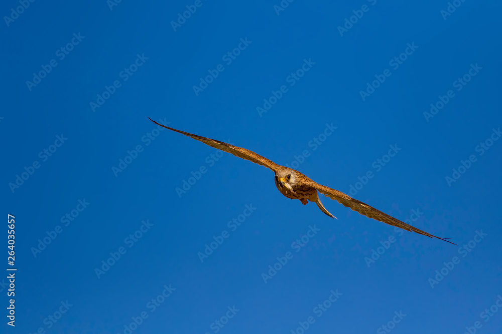 Bird of prey. Flying falcon with its hunt. Nature background. Bird ...
