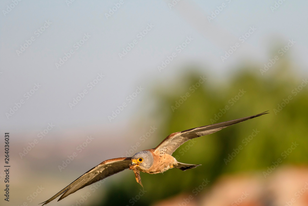 Bird of prey. Flying falcon with its hunt. Nature background. Bird ...