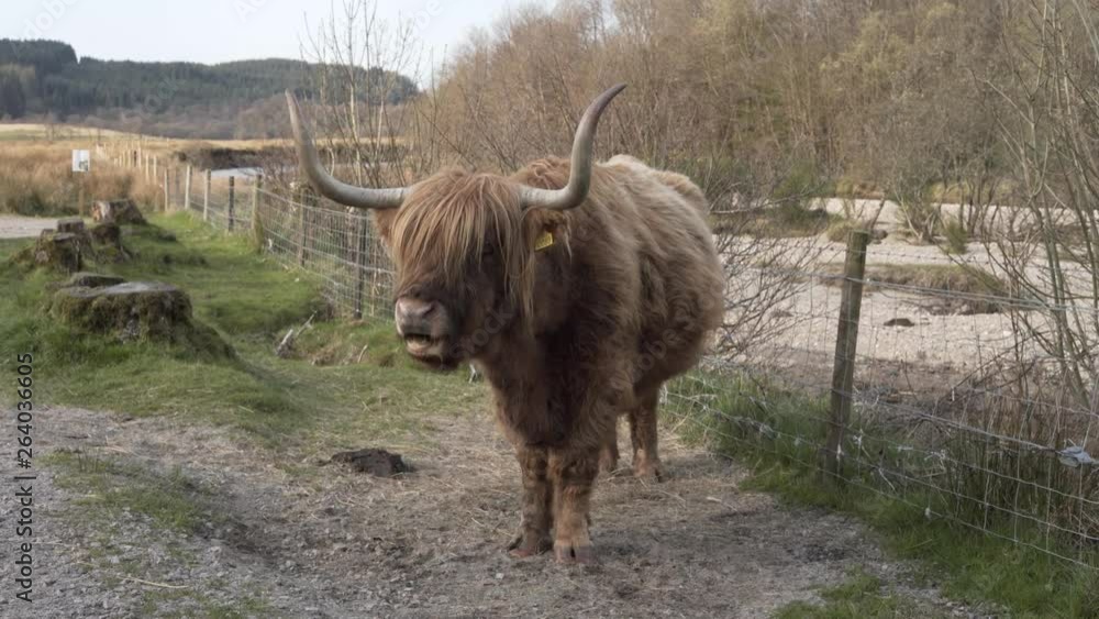 Low shot of Scottish highland cow laying down and eating. An highland ...