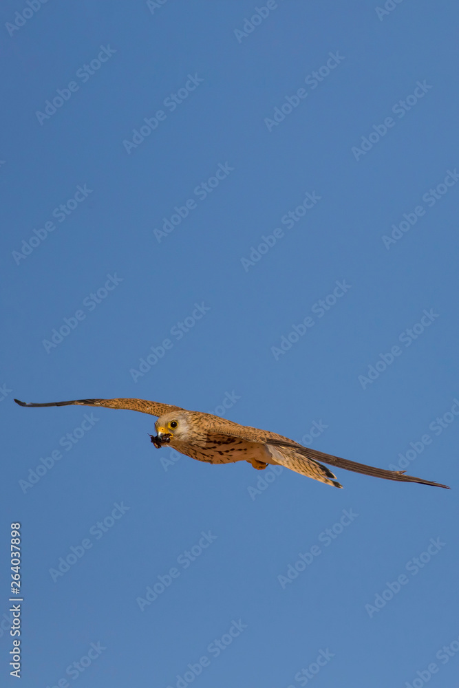 Bird of prey. Flying falcon with its hunt. Nature background. Bird ...