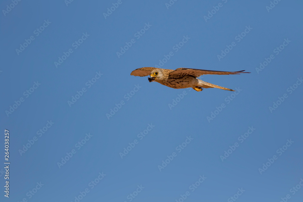 Bird of prey. Flying falcon with its hunt. Nature background. Bird ...