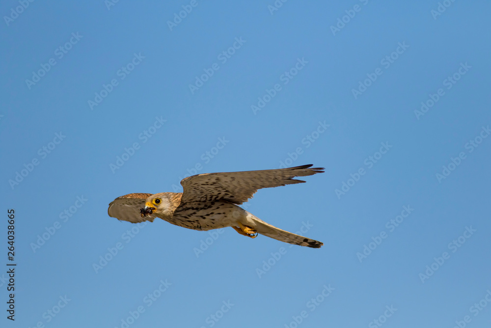 Bird of prey. Flying falcon with its hunt. Nature background. Bird ...