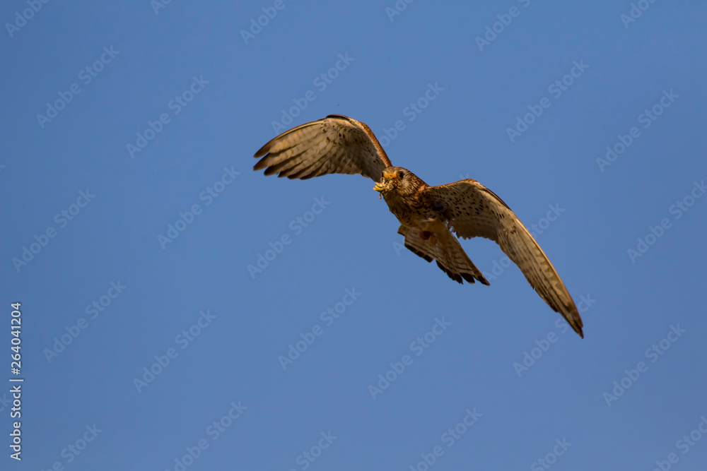Flying falcon with its hunt. Nature background. Bird: Lesser Kestrel ...