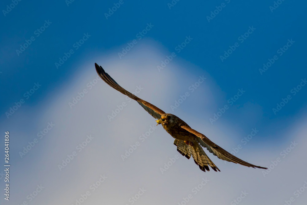 Flying falcon with its hunt. Nature background. Bird: Lesser Kestrel ...