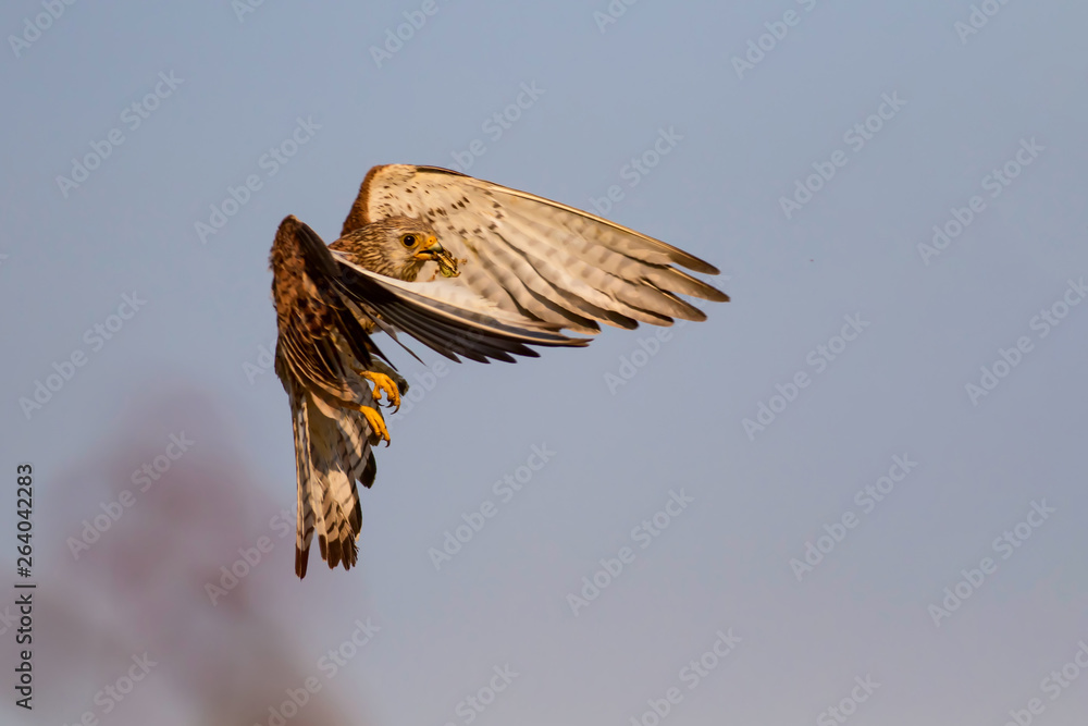 Flying falcon with its hunt. Nature background. Bird: Lesser Kestrel ...