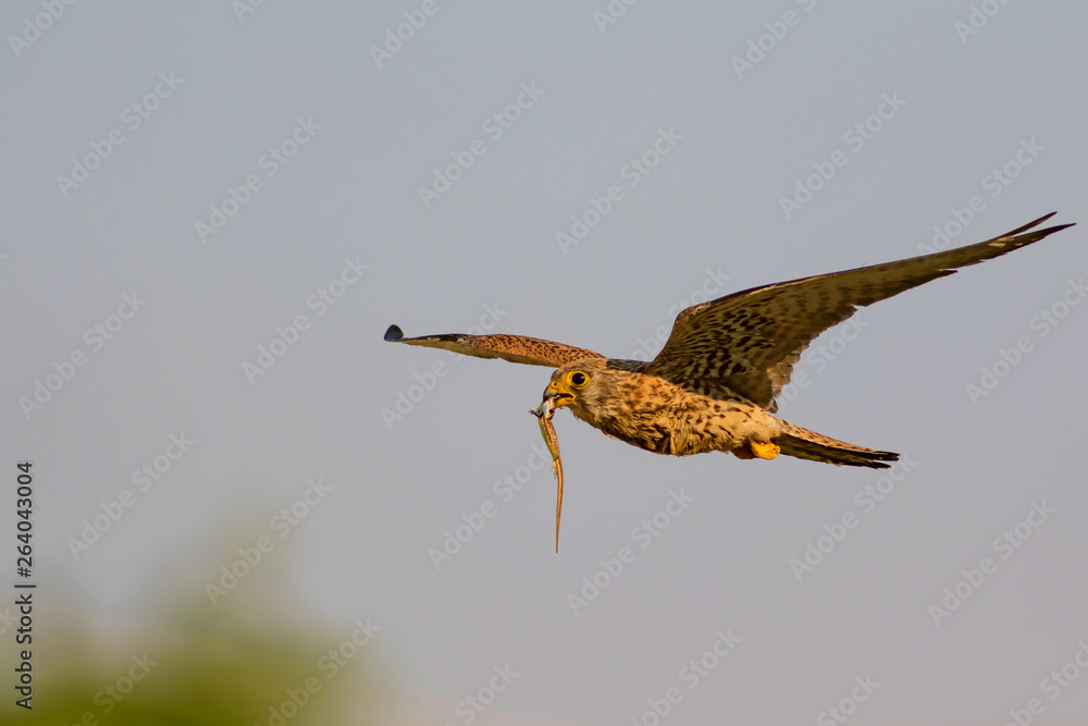 Flying falcon with its hunt. Nature background. Bird: Lesser Kestrel ...