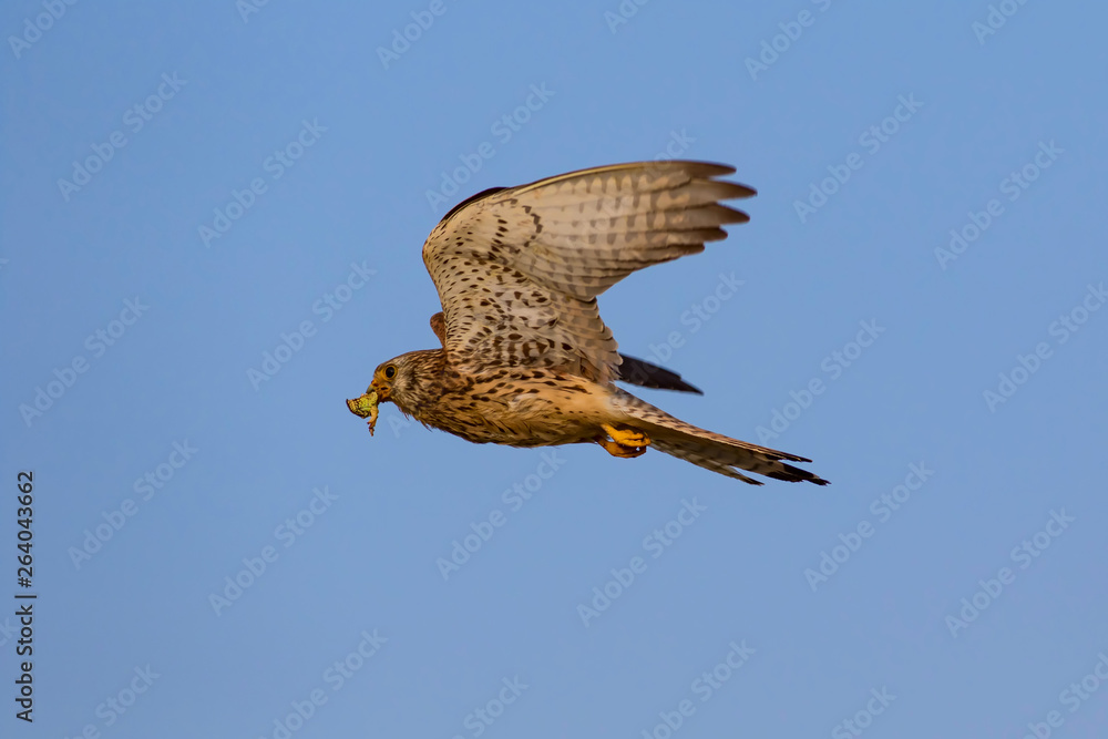 Flying falcon with its hunt. Nature background. Bird: Lesser Kestrel ...