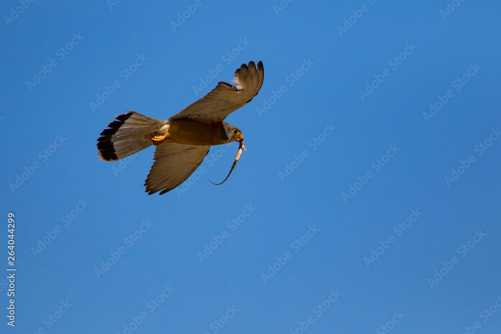 Flying falcon with its hunt. Nature background. Bird: Lesser Kestrel ...
