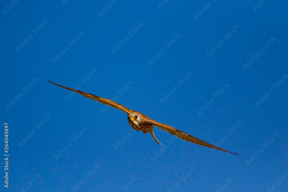 Flying falcon with its hunt. Bird: Lesser Kestrel. Falco naumanni. Blue ...