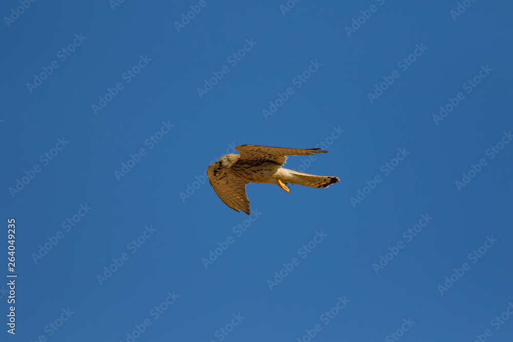 Flying falcon with its hunt. Bird: Lesser Kestrel. Falco naumanni. Blue ...