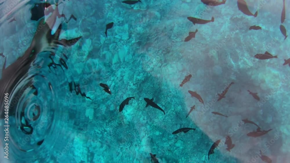 Vídeo do Stock: Grey Reef Shark attacking biting camera swimming in ...