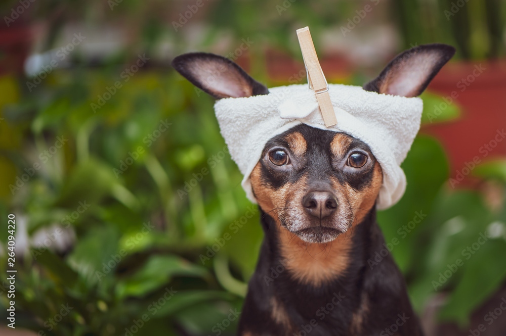 Dog spa , Cute pet relaxing in spa wellness , Funny concept grooming ...