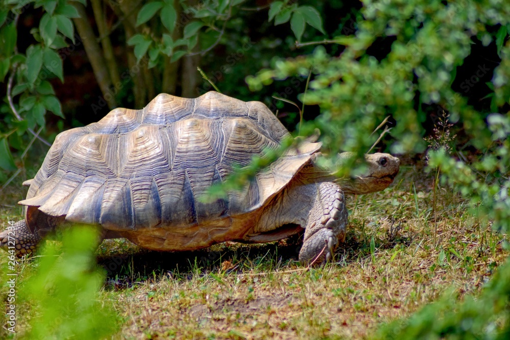 Spur-thighed Tortoise (Centrochelys sulcata) is a large terrestrial ...