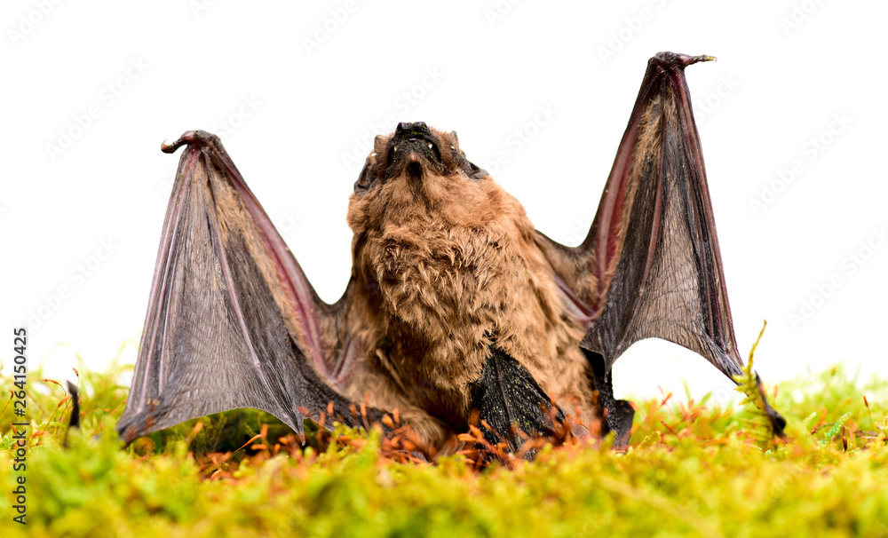 Wild nature. Forelimbs adapted as wings. Mammals naturally capable of ...