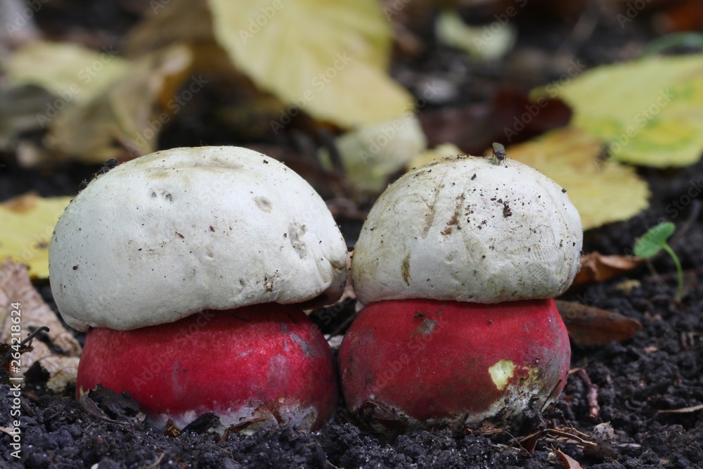 Boletus satanas Stock Photo | Adobe Stock