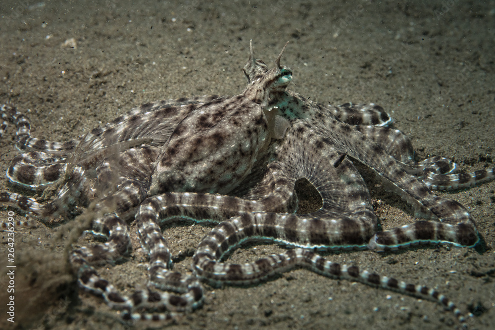 Mimic octopus (Thaumoctopus mimicus). Picture was teken in Ambon ...