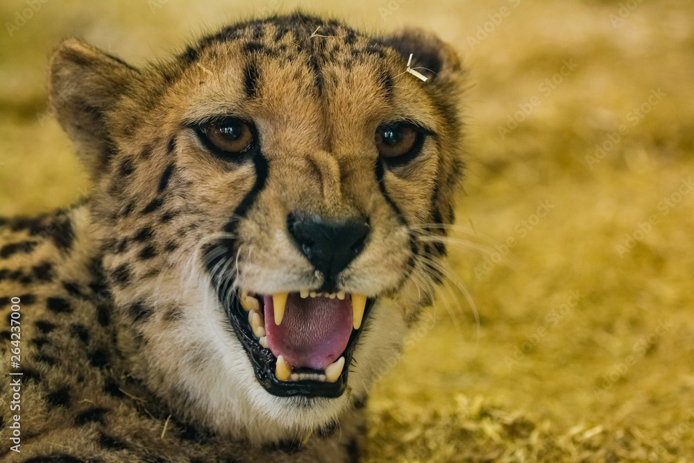 Angry Cheetah Face