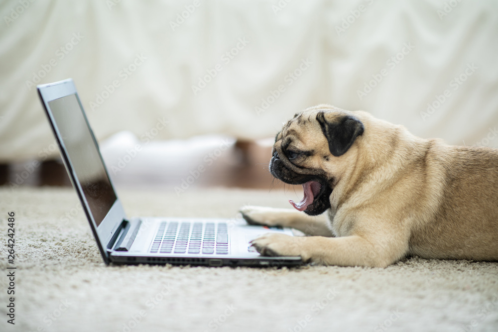 Cute dog Pug breed lying and yawning on ground looking on computer ...