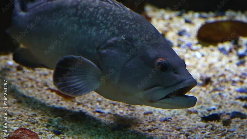 Vidéo Stock Giant grouper swimming with large open mouth looking at ...