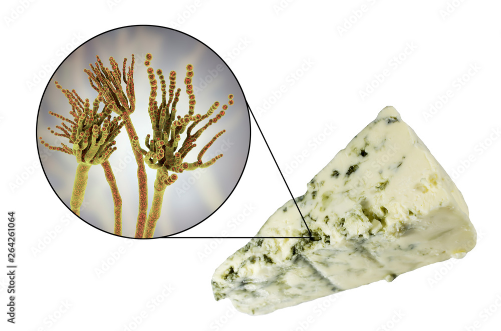 Roquefort cheese and fungi Penicillium roqueforti, used in its ...