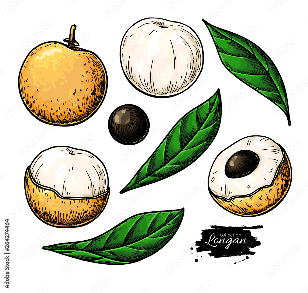 Longan Fruit Drawing
