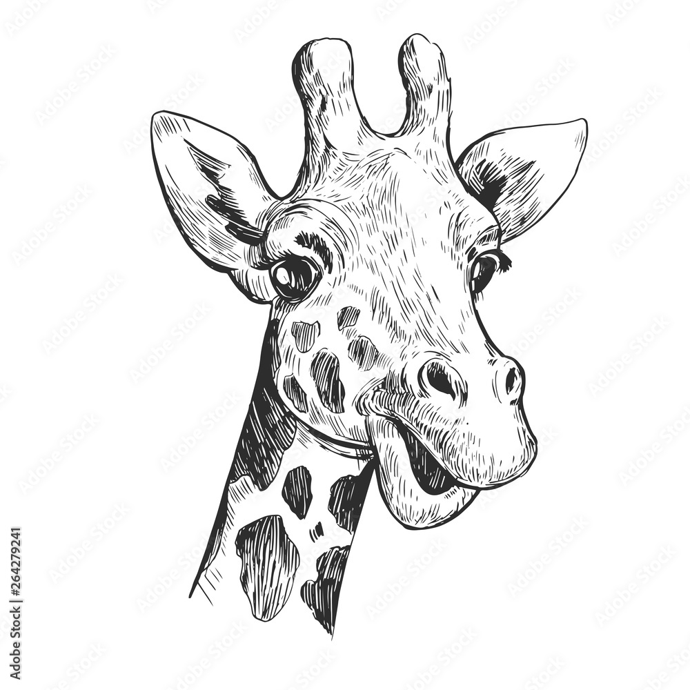 Giraffe sketch. Hand drawn illustration converted to vector Stock ...