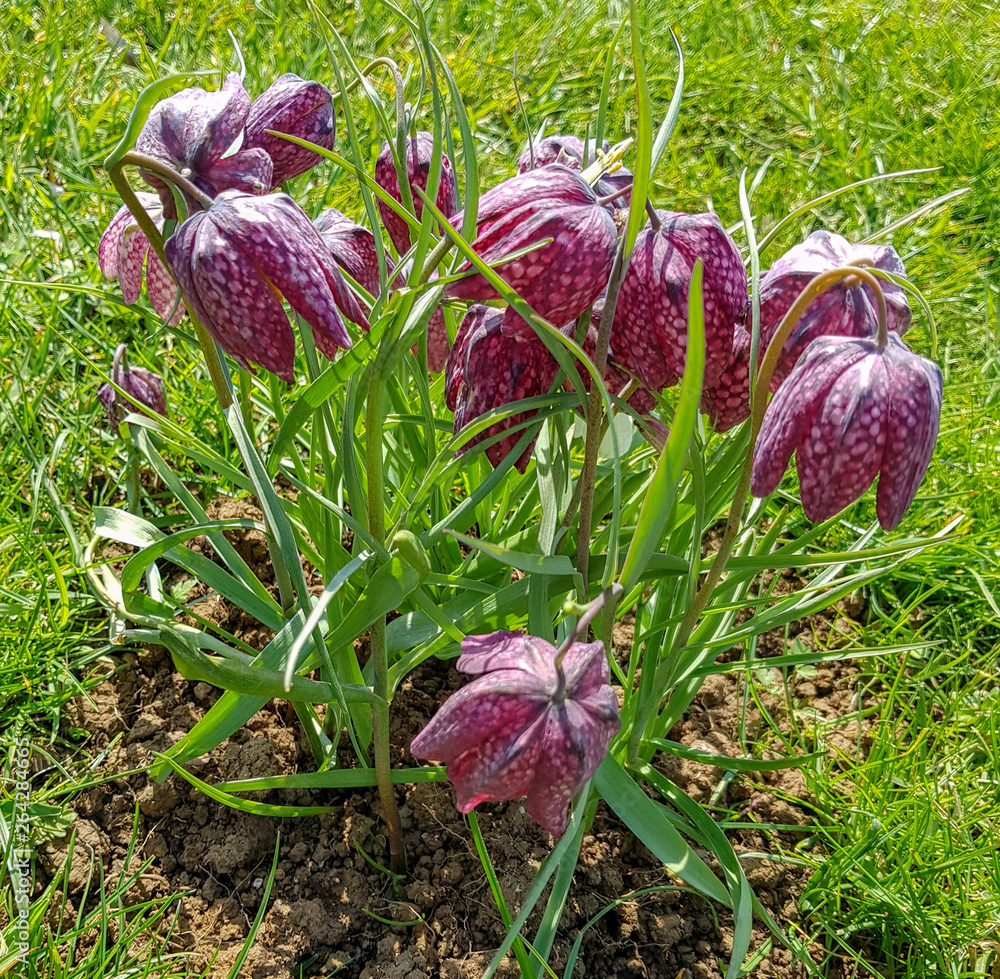 Fritillaria meleagris known as leper lily, snake's head fritillary ...