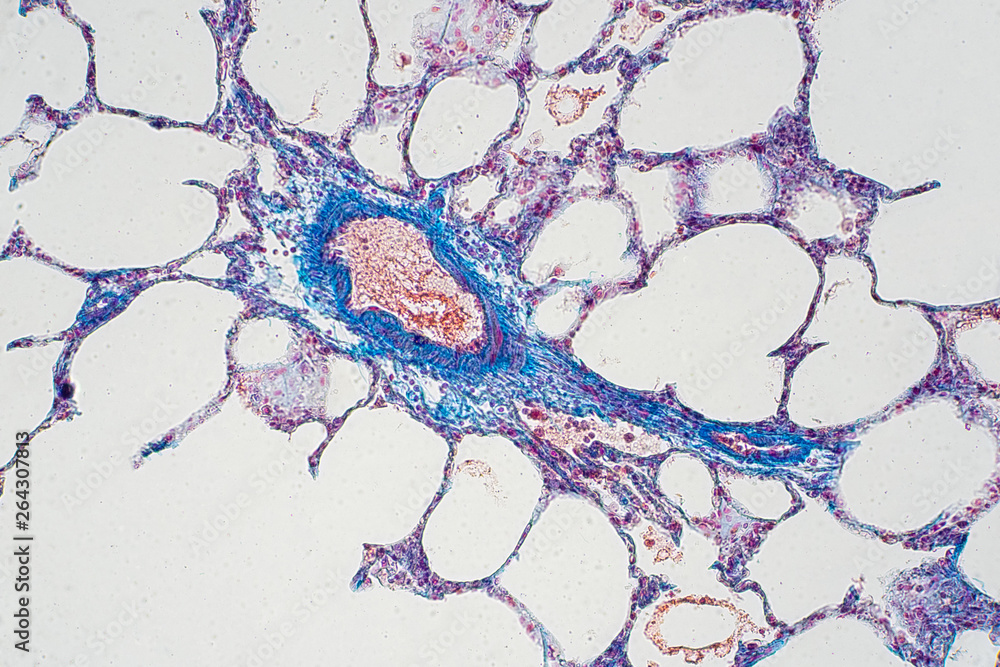 human; medical; tissue; health; anatomy; science; organ; education ...