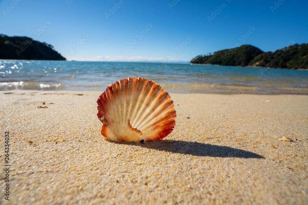 Scallop shells on the beach in the Abel Tasman National Park, New ...
