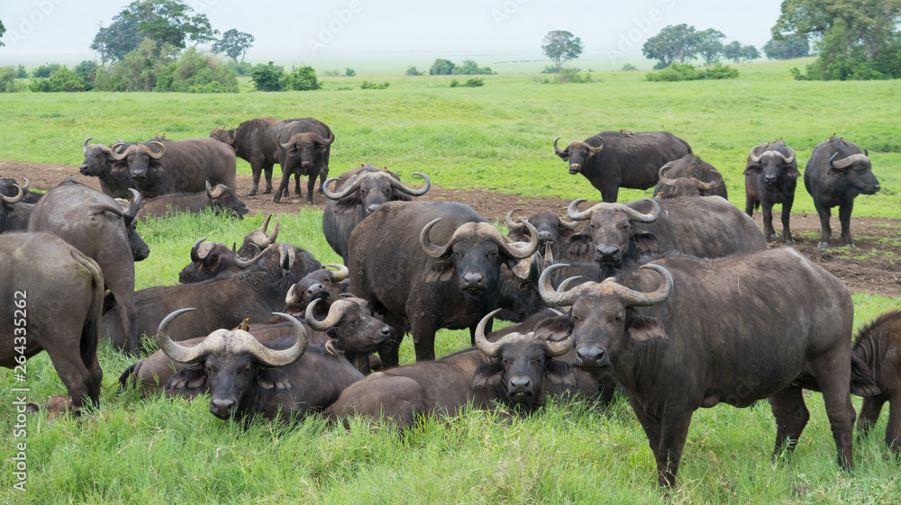 Herd of African buffalo or Cape buffalo´s (Syncerus caffer) on the vast ...