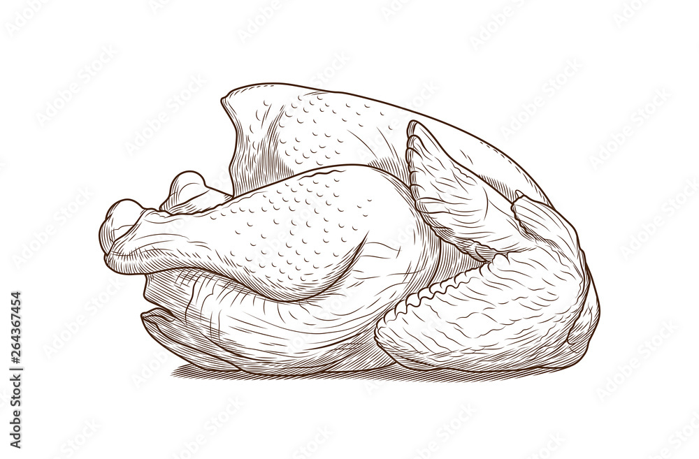Whole chicken profile view. Isolated. Vector drawing illustration ...