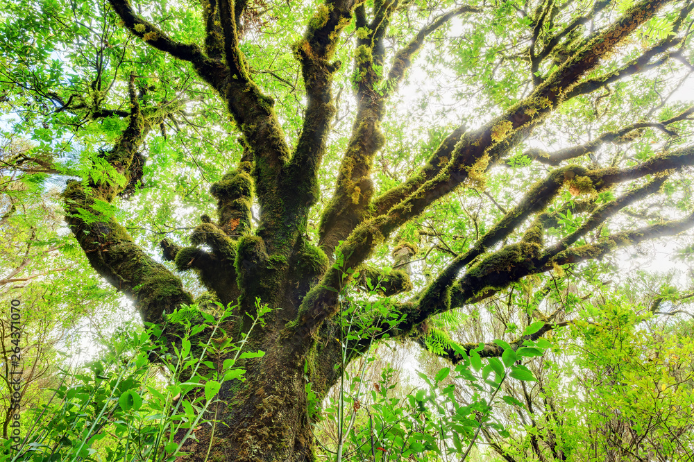 Beautiful green nature view of the UNESCO Laurissilva forest (Laurel ...