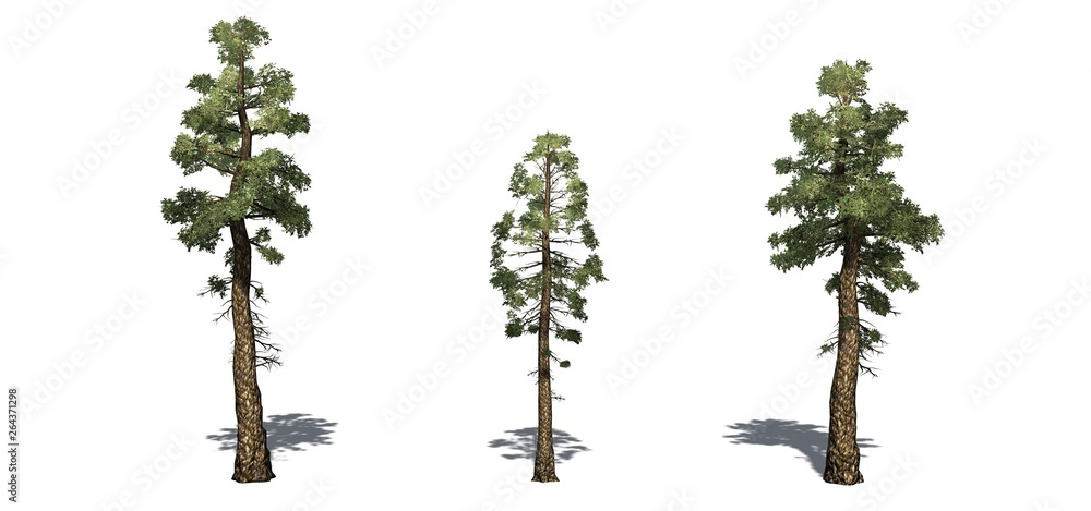 Set of Douglas Fir trees with shadow on the floor - isolated on a white ...