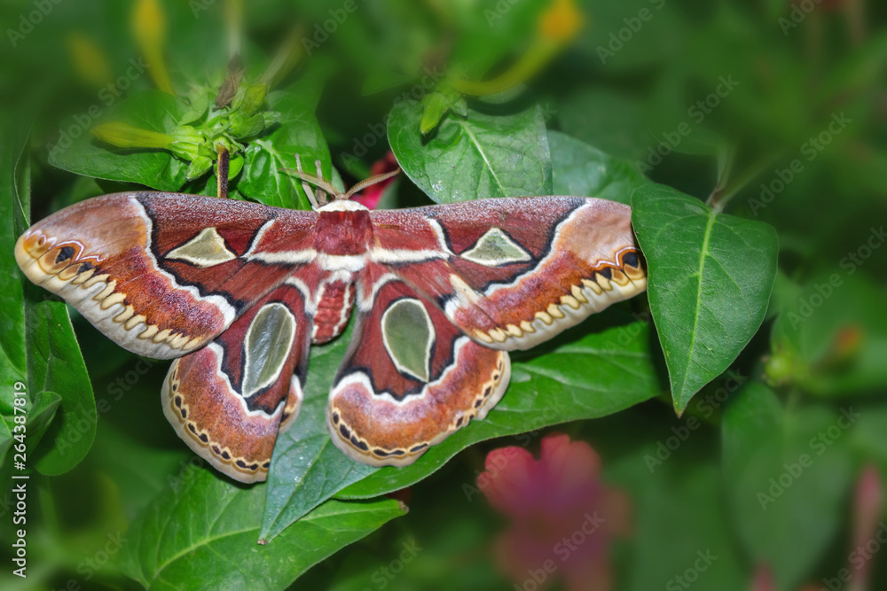 Rothschildia moth jacobaeae on green leaves giant Argentina moth ...