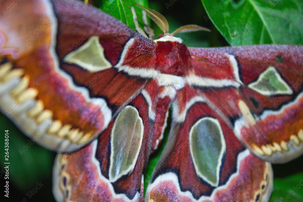 ROTHSCHILDIA moth jacobaeae. giant Argentine moth, Cecropia moths, the ...