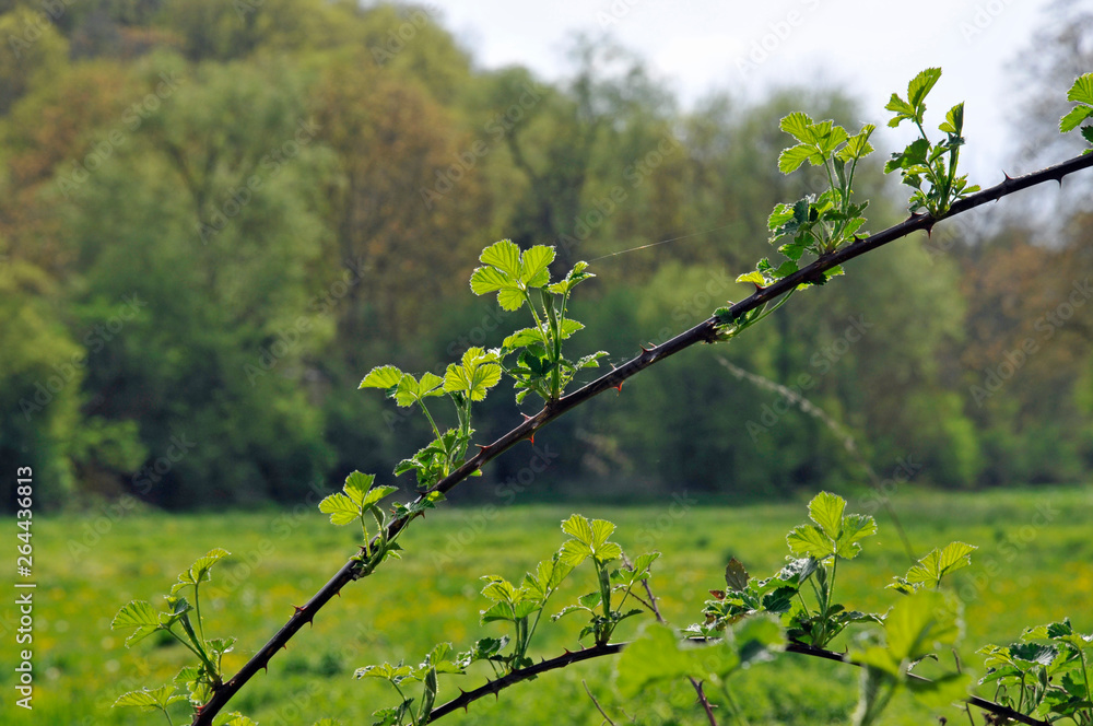 junge triebe im appelbachtal bei wöllstein Stock Photo | Adobe Stock