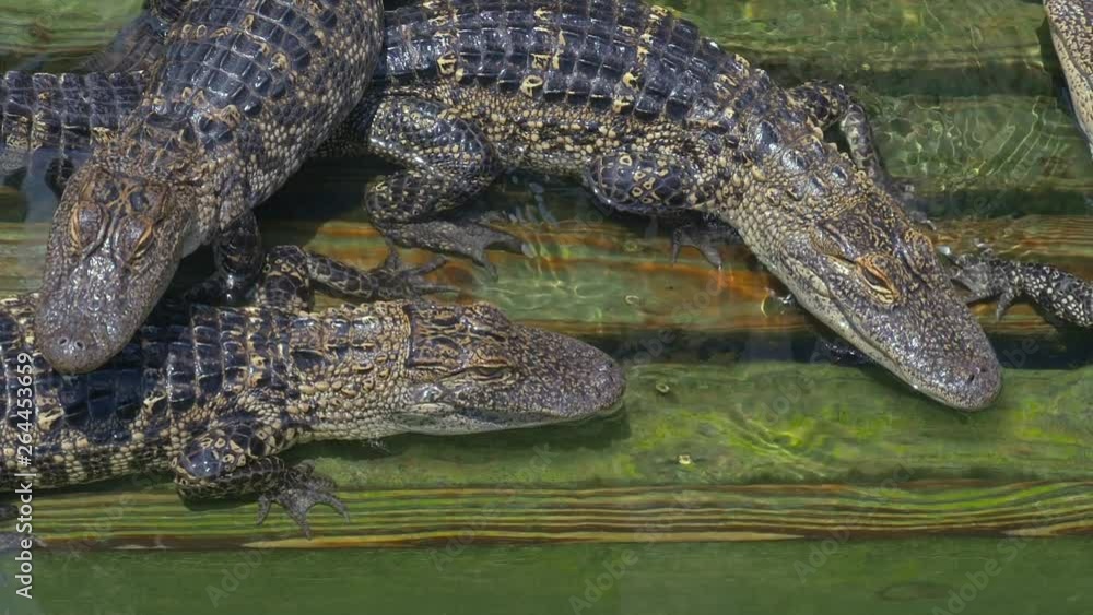 Vidéo Stock Alligators breeding farm. American Alligator - Alligator ...