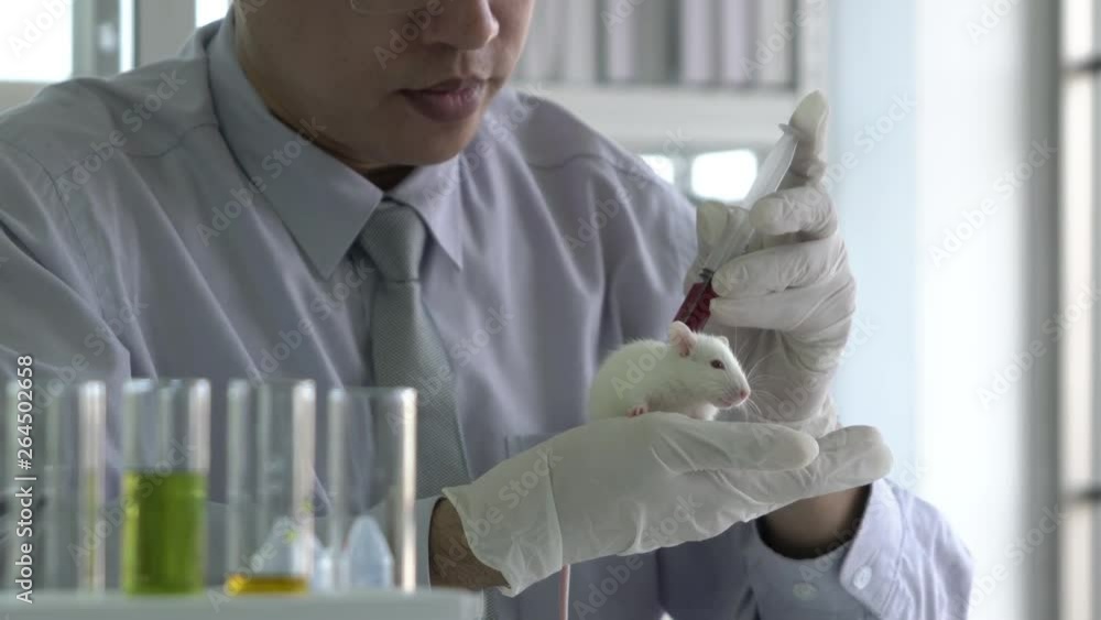 Vidéo Stock Scientist using chemical experiment animals in modern ...