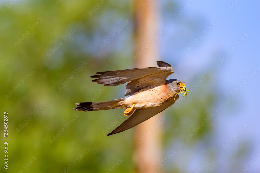 Flying falcon with its hunt. Bird: Lesser Kestrel. Falco naumanni. Blue ...