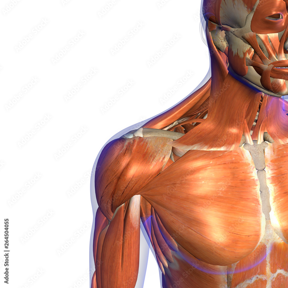 Anatomy of Neck and Shoulder Muscles on White Background Stock ...