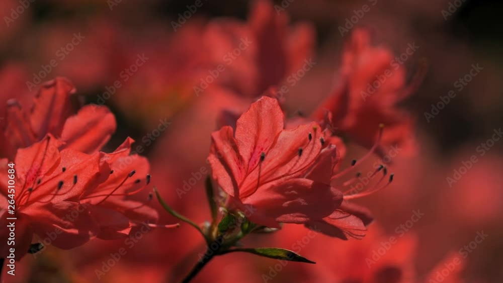 Vidéo Stock 4k Footage of Rhododendron kaempferi flowers (also known as ...