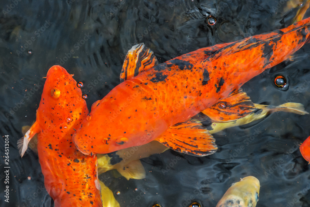 Koi Fish Pond Photography