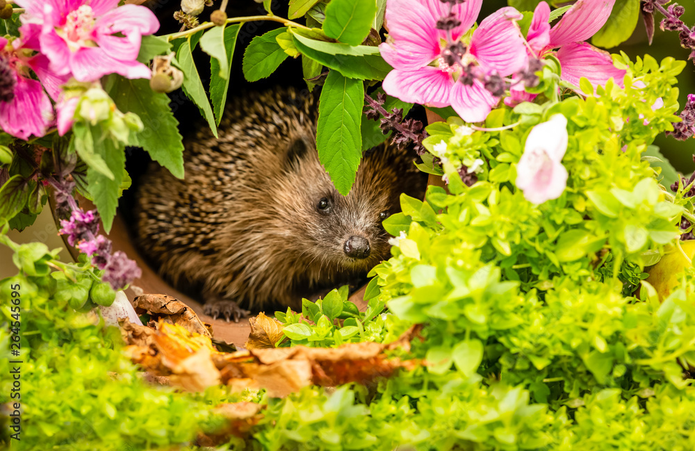 Hedgehog, wild, native, European hedgehog inside a clay pipe with ...