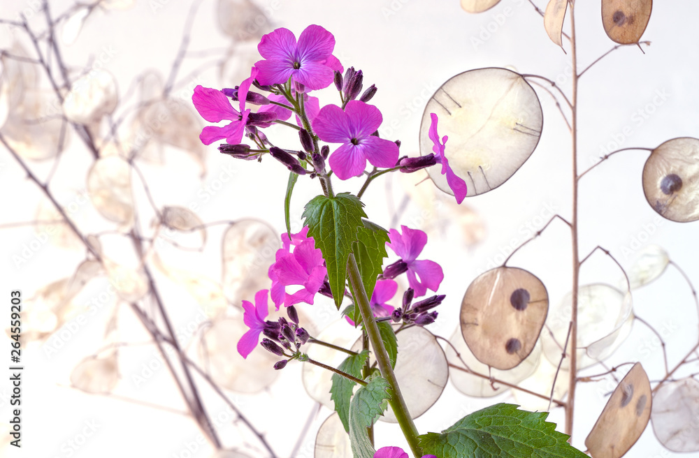 Blooming beautiful flowers of lunaria. Ripe pod of lunaria with seeds ...