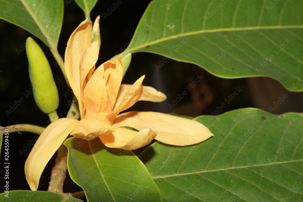 Indian Magnolia (Magnolia champaca) in Bloom Stock Photo | Adobe Stock