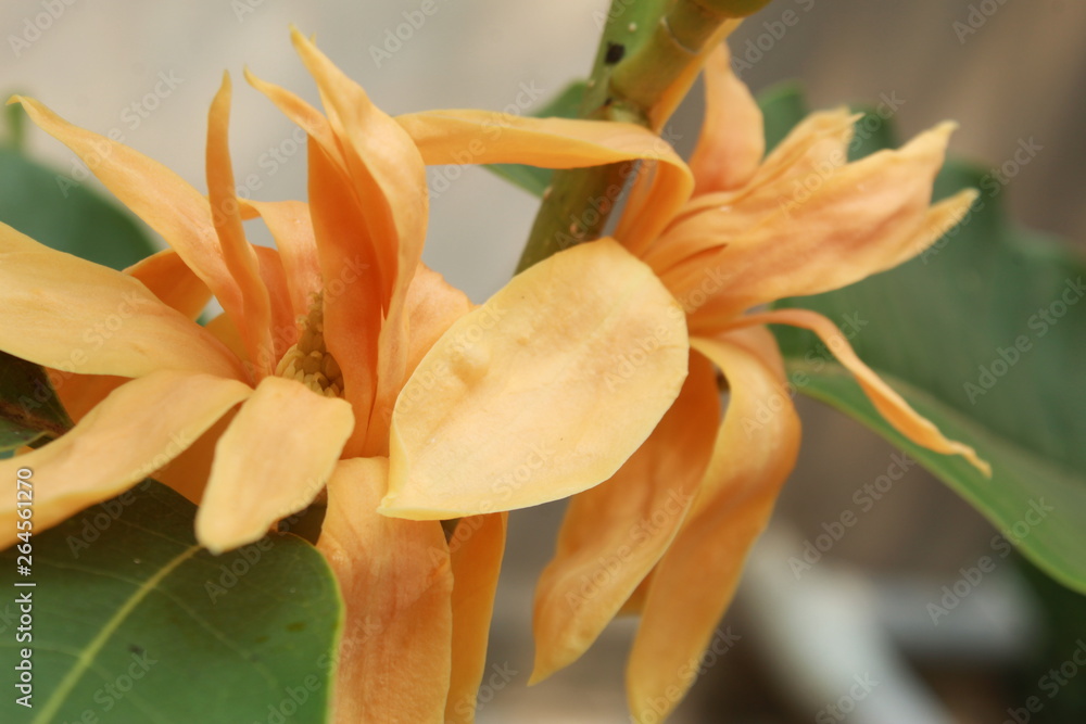 Indian Magnolia (Magnolia champaca) in Bloom Stock Photo | Adobe Stock