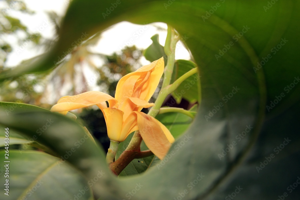 Indian Magnolia (Magnolia champaca) in Bloom Stock Photo | Adobe Stock